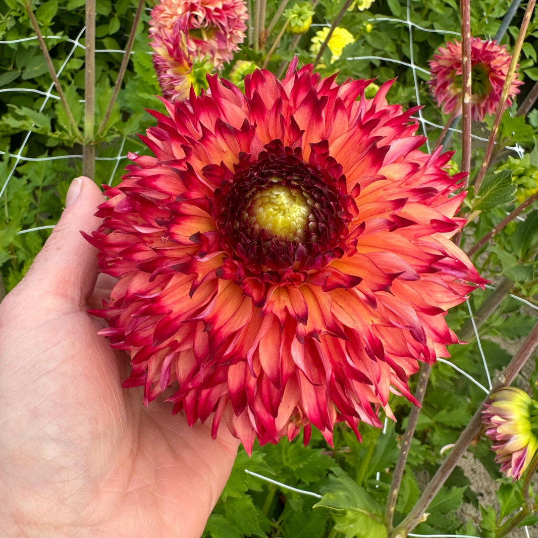 Dahlior – Dahlias By Linn