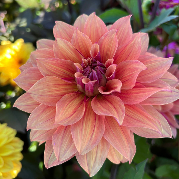 Dahlior – Dahlias By Linn