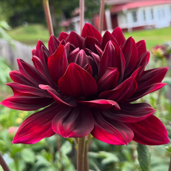 Dahlia Sam Hopkins – Dahlias By Linn
