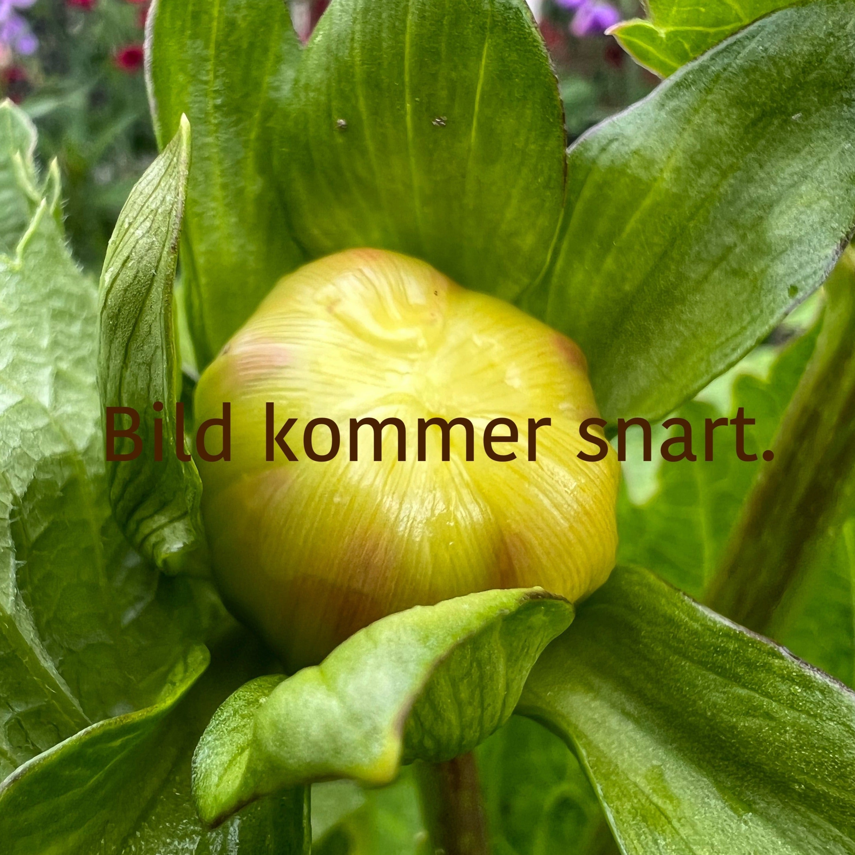 Dahlia Table Dancer – Dahlias By Linn