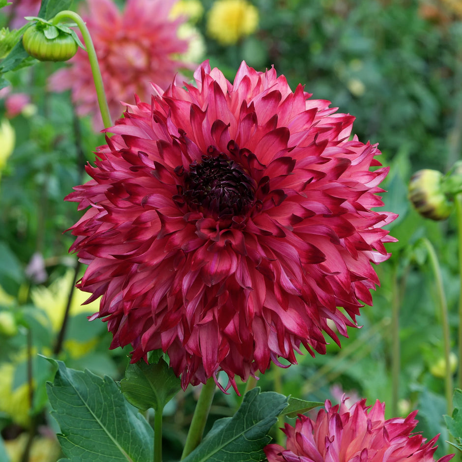 Dahlior – Dahlias By Linn