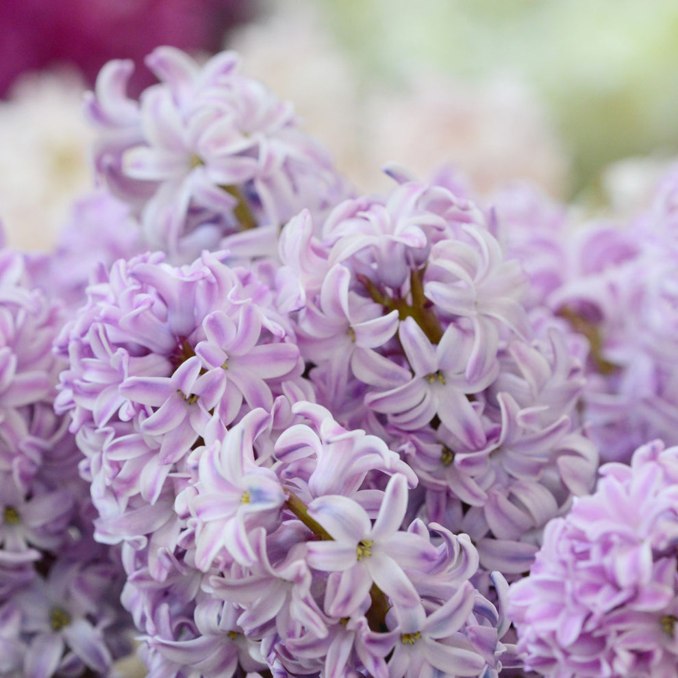 Hyacinthus Splendid Cornelia 3st – Dahlias By Linn