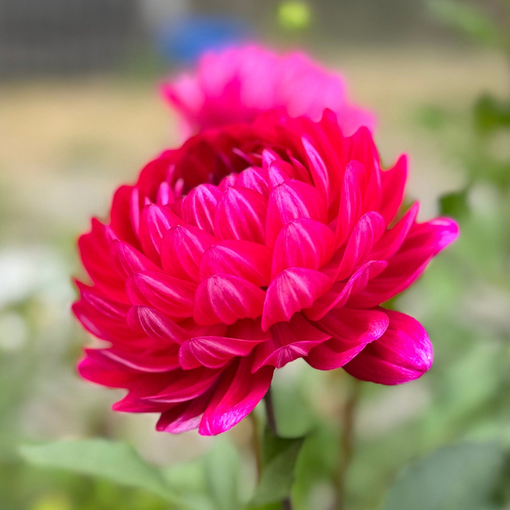 Dahlia Sandia Bertha Nyhet! – Dahlias By Linn