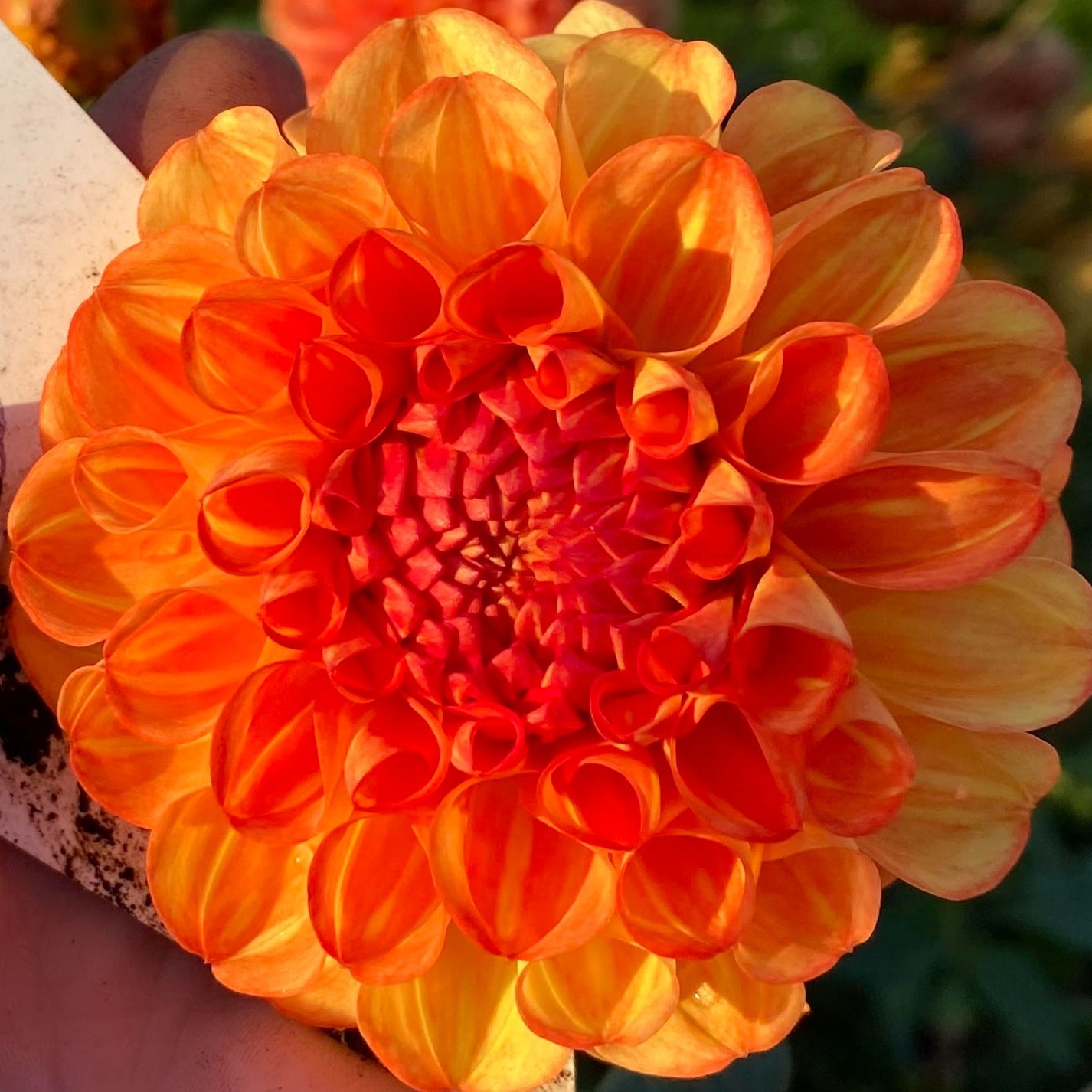 Dahlia Orange Symphony – Dahlias By Linn