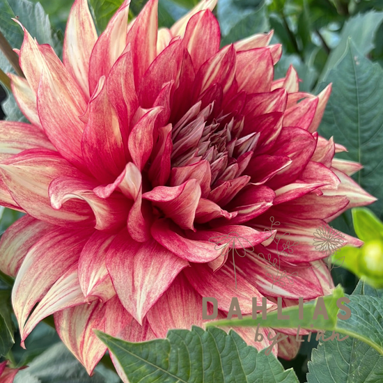Dahlia Dazzling Magic – Dahlias By Linn