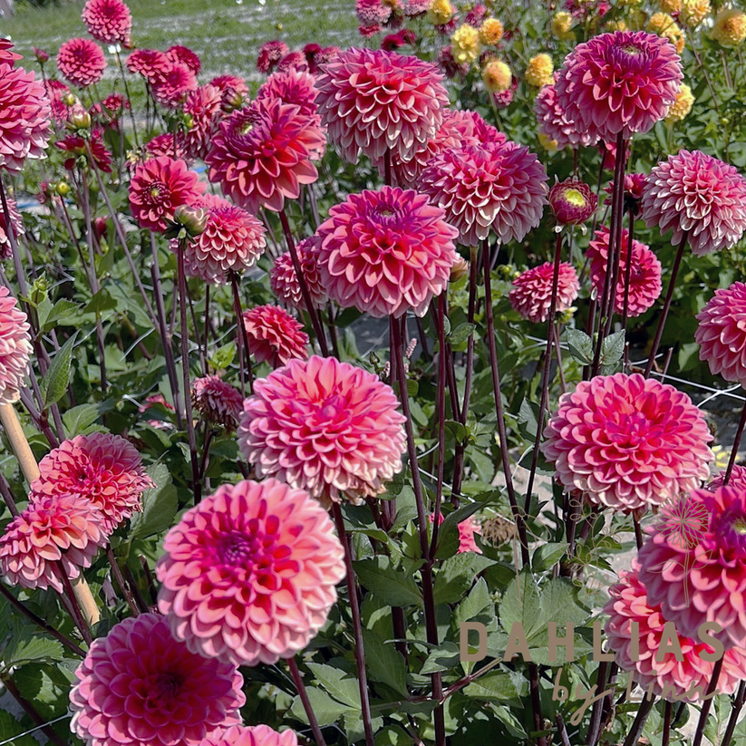 Dahlia Salmon Runner – Dahlias By Linn
