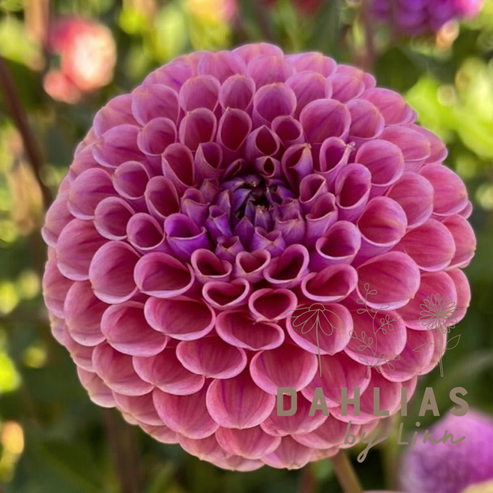 Dahlia Isabel – Dahlias By Linn