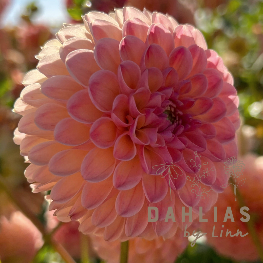 Dahlior – Page 15 – Dahlias By Linn