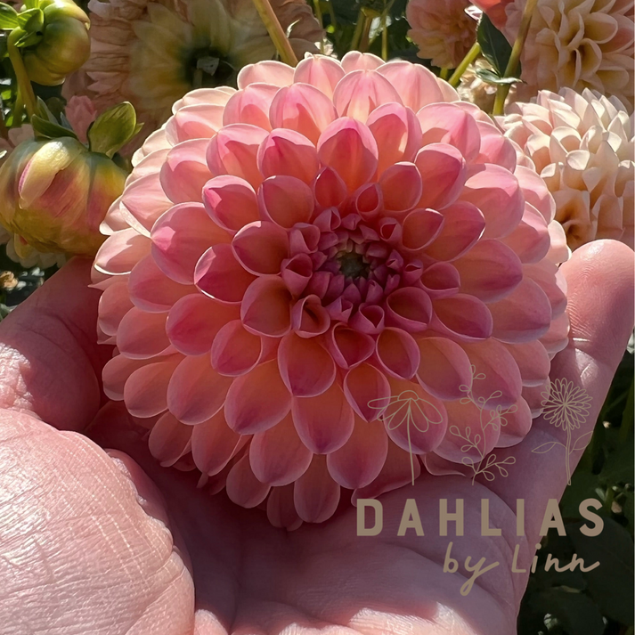 Dahlia L.A.T.E – Dahlias By Linn