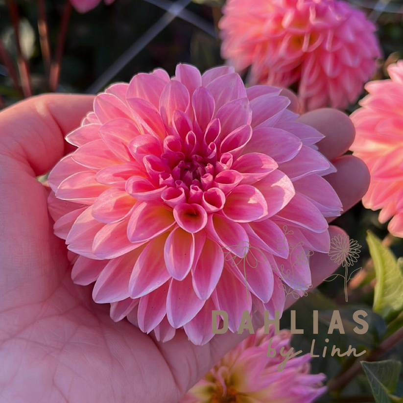 Dahlia Esli – Dahlias By Linn