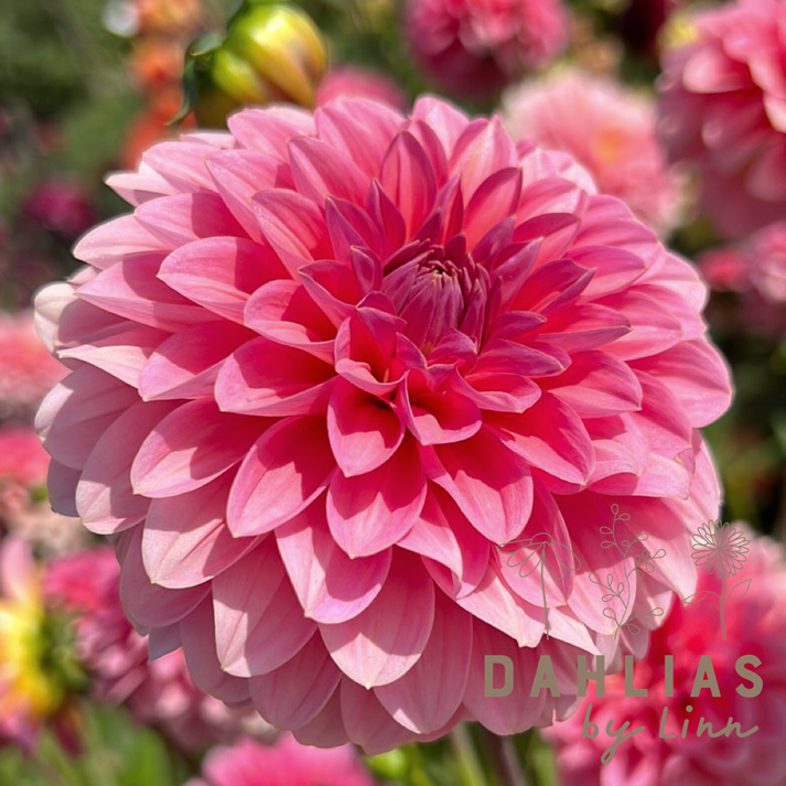 Dahlia Pink runner – Dahlias By Linn