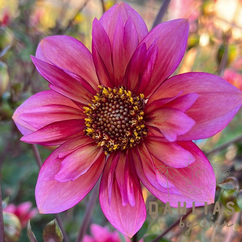 Dahlia Princess Nadine – Dahlias By Linn