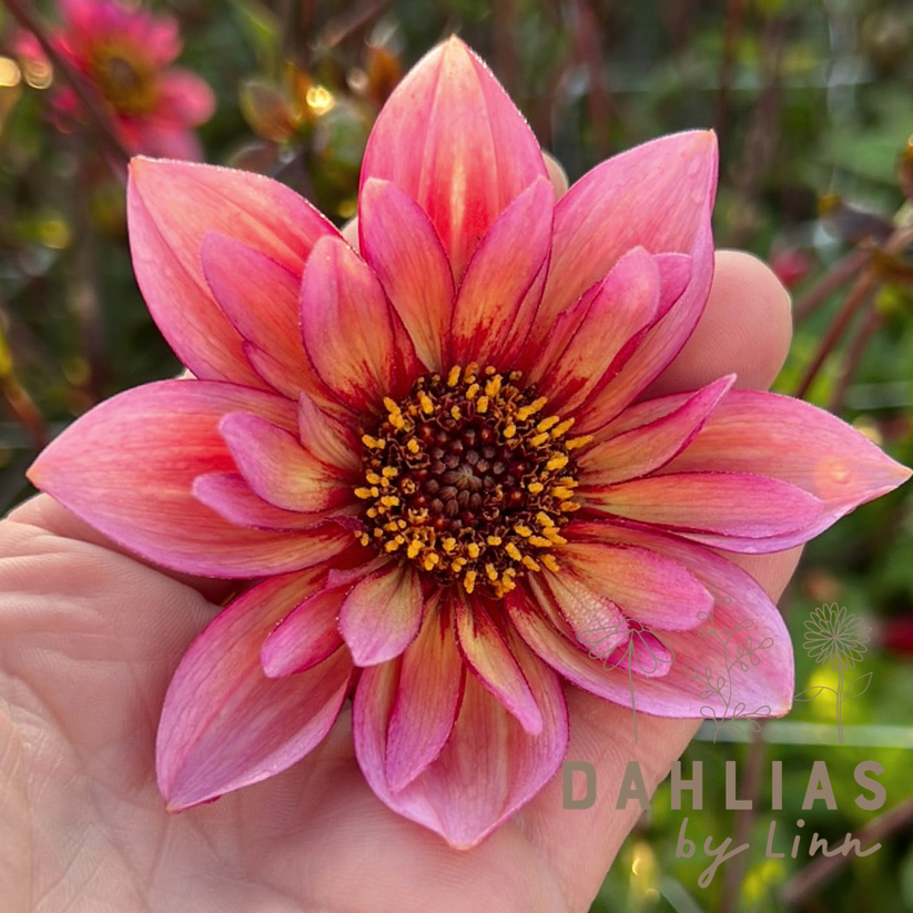 Dahlia Princess Nadine – Dahlias By Linn