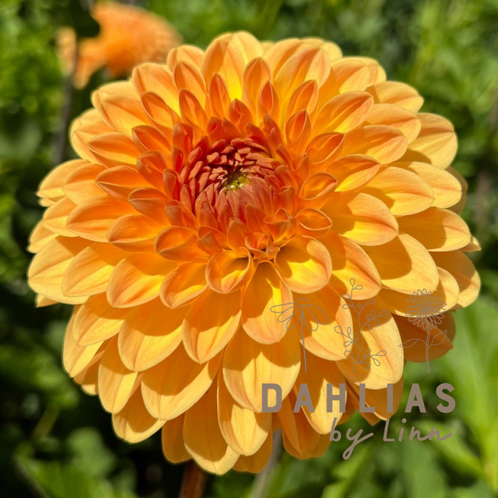 Dahlior – Dahlias By Linn