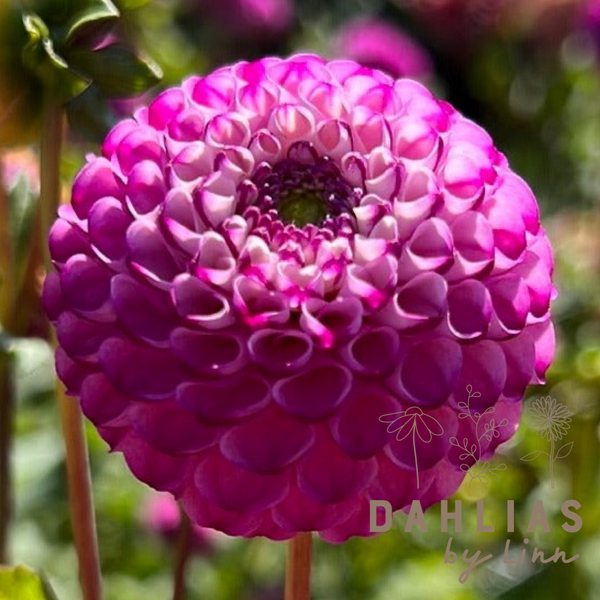 Dahlia Zippity Do Da UTGÅR! – Dahlias By Linn