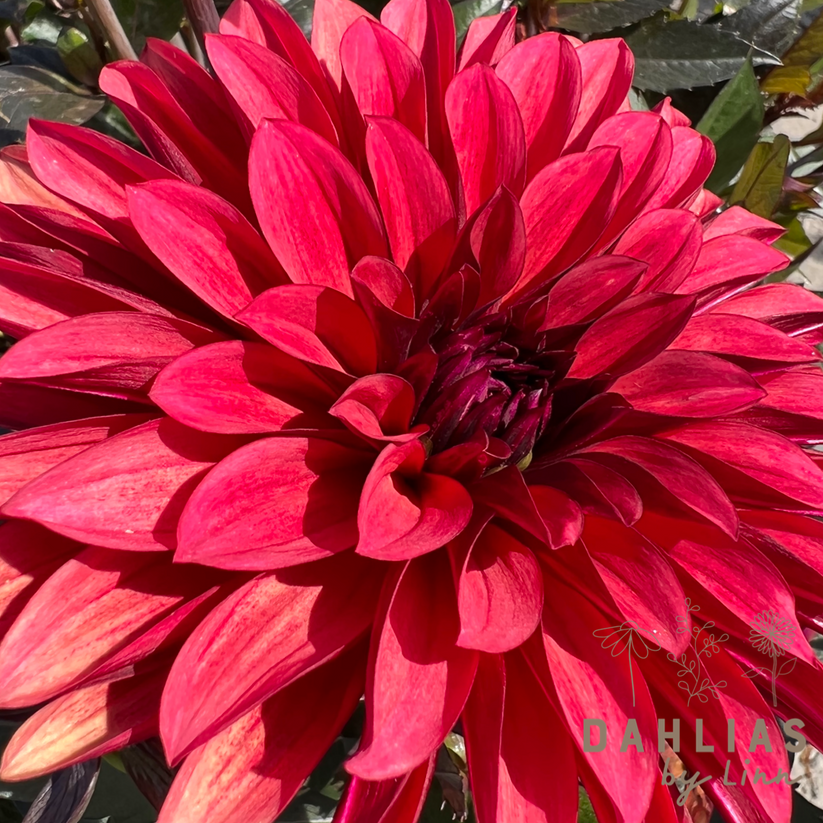 Dahlia Danique – Dahlias By Linn