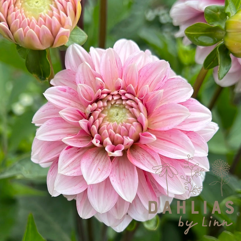 Dahlia Strawberry Cream – Dahlias By Linn