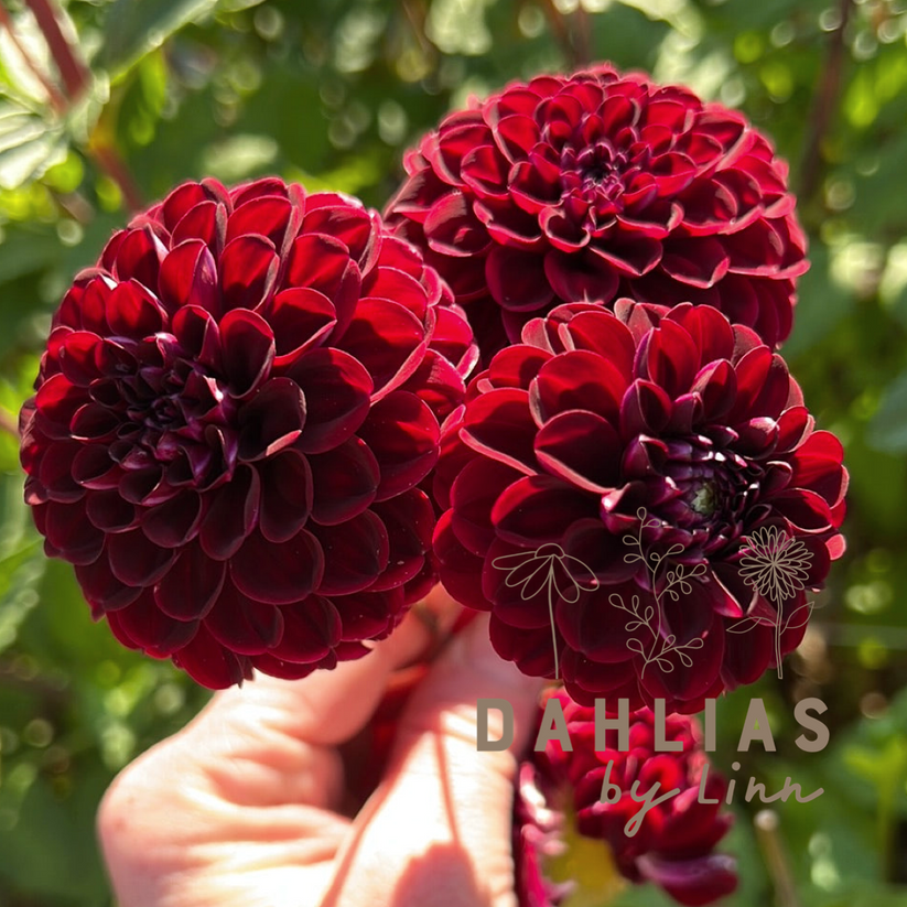Dahlia Dark Spirit – Dahlias By Linn