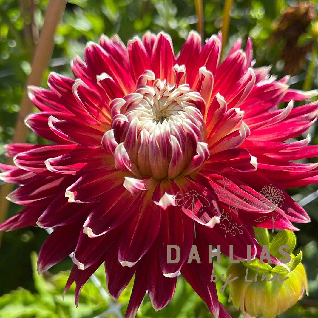 Dahlior – Dahlias By Linn