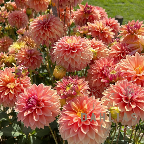 Dahlia Kick Off – Dahlias By Linn