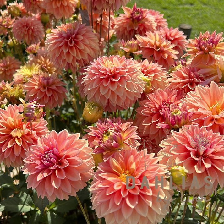 Dahlia Kick Off – Dahlias By Linn
