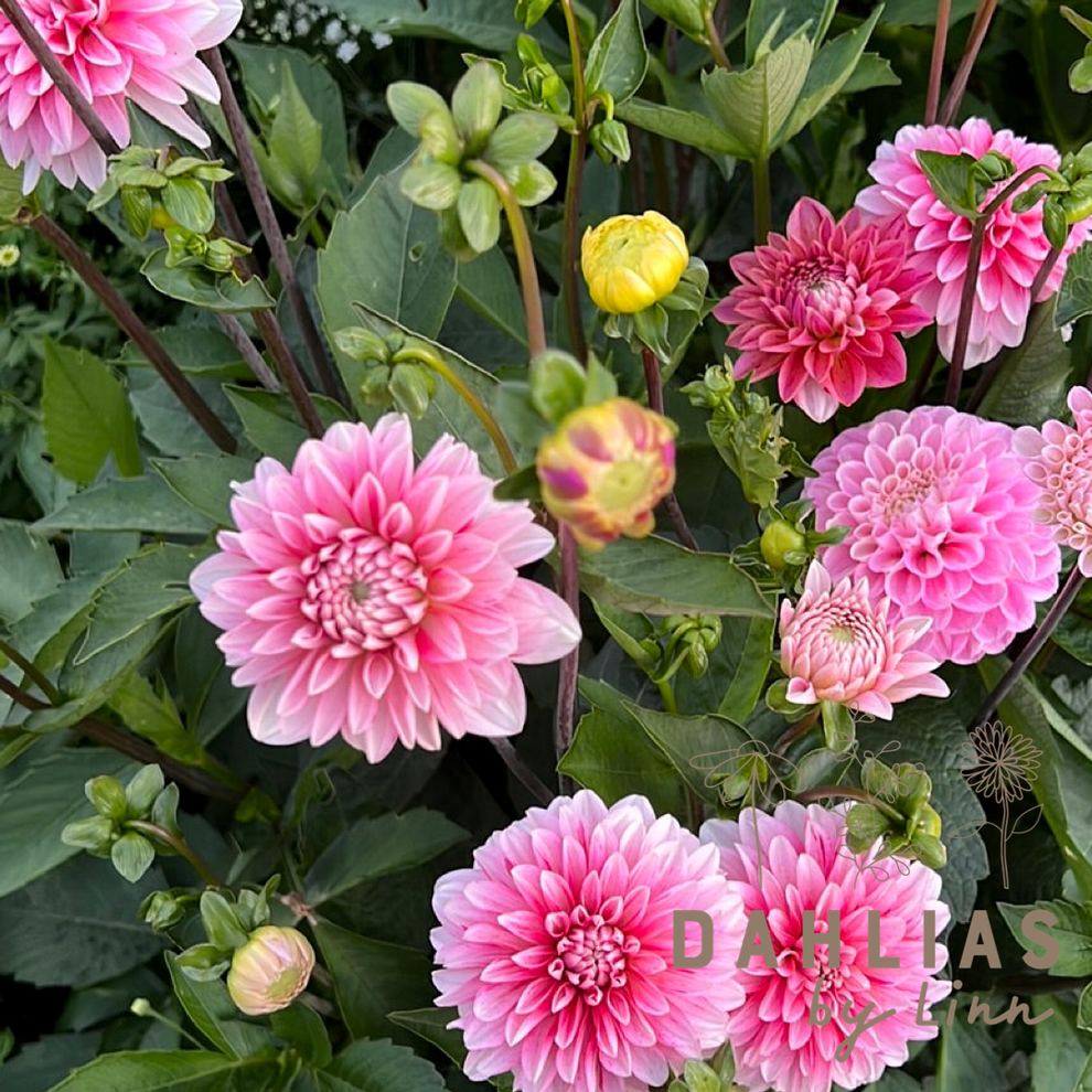 Dahlia Strawberry Cream – Dahlias By Linn