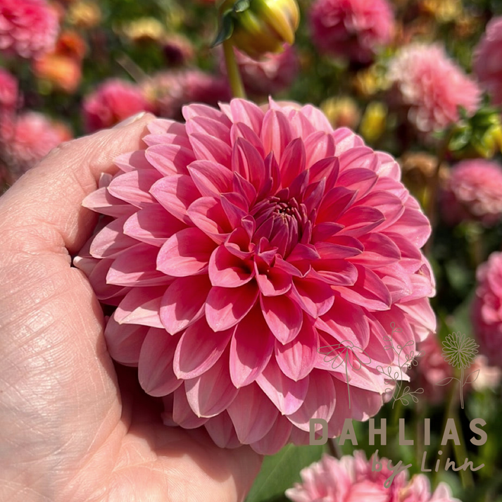 Dahlia Pink runner – Dahlias By Linn