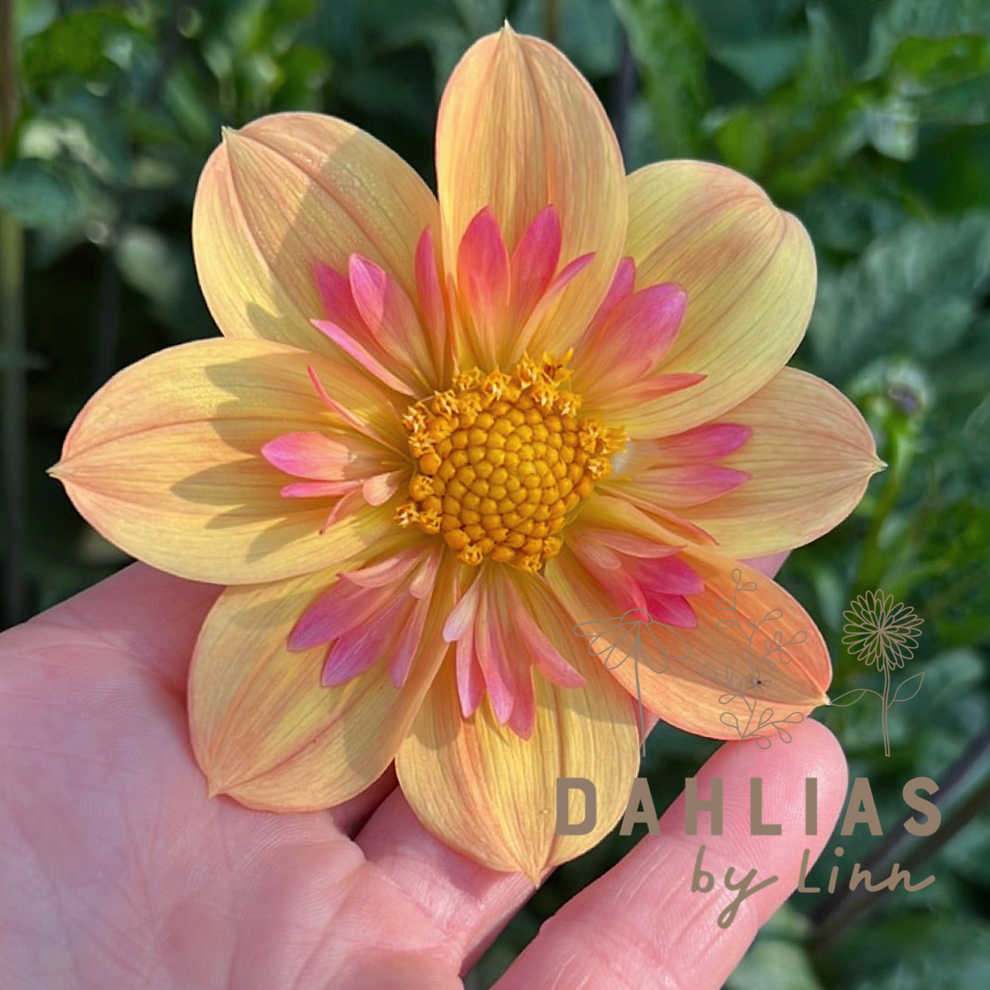Dahlia Kelsey Annie Joy UTGÅR! – Dahlias By Linn
