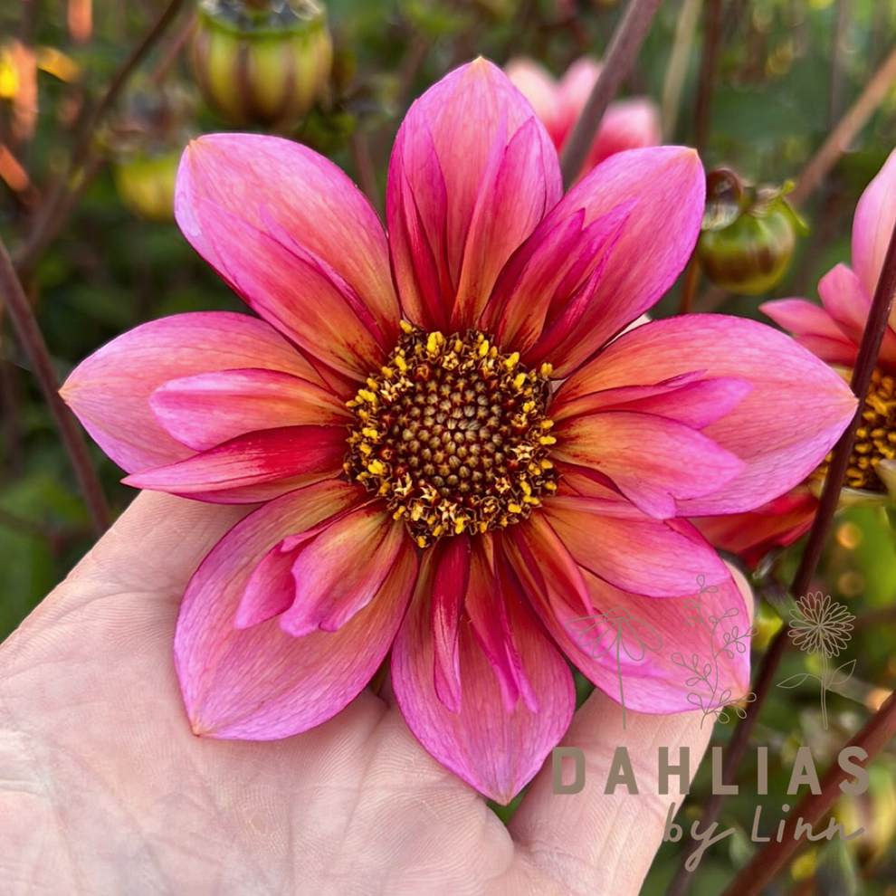 Dahlia Princess Nadine – Dahlias By Linn