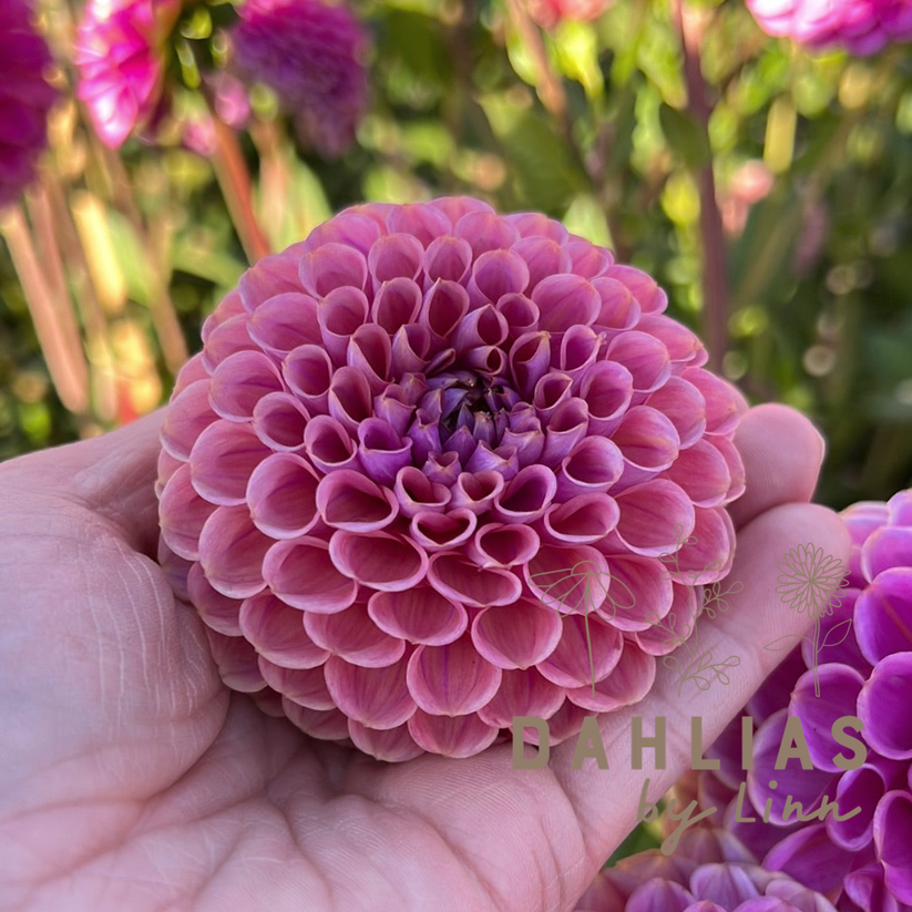 Dahlia Isabel – Dahlias By Linn