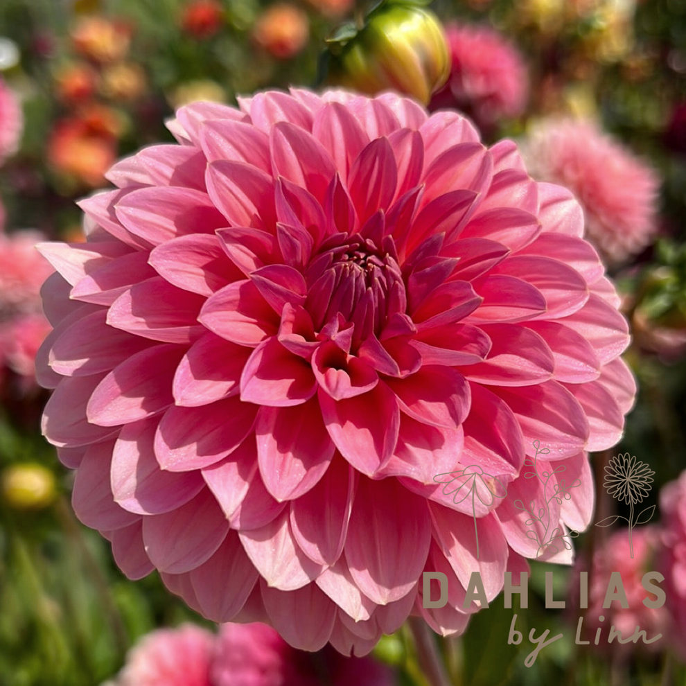 Dahlia Pink runner – Dahlias By Linn