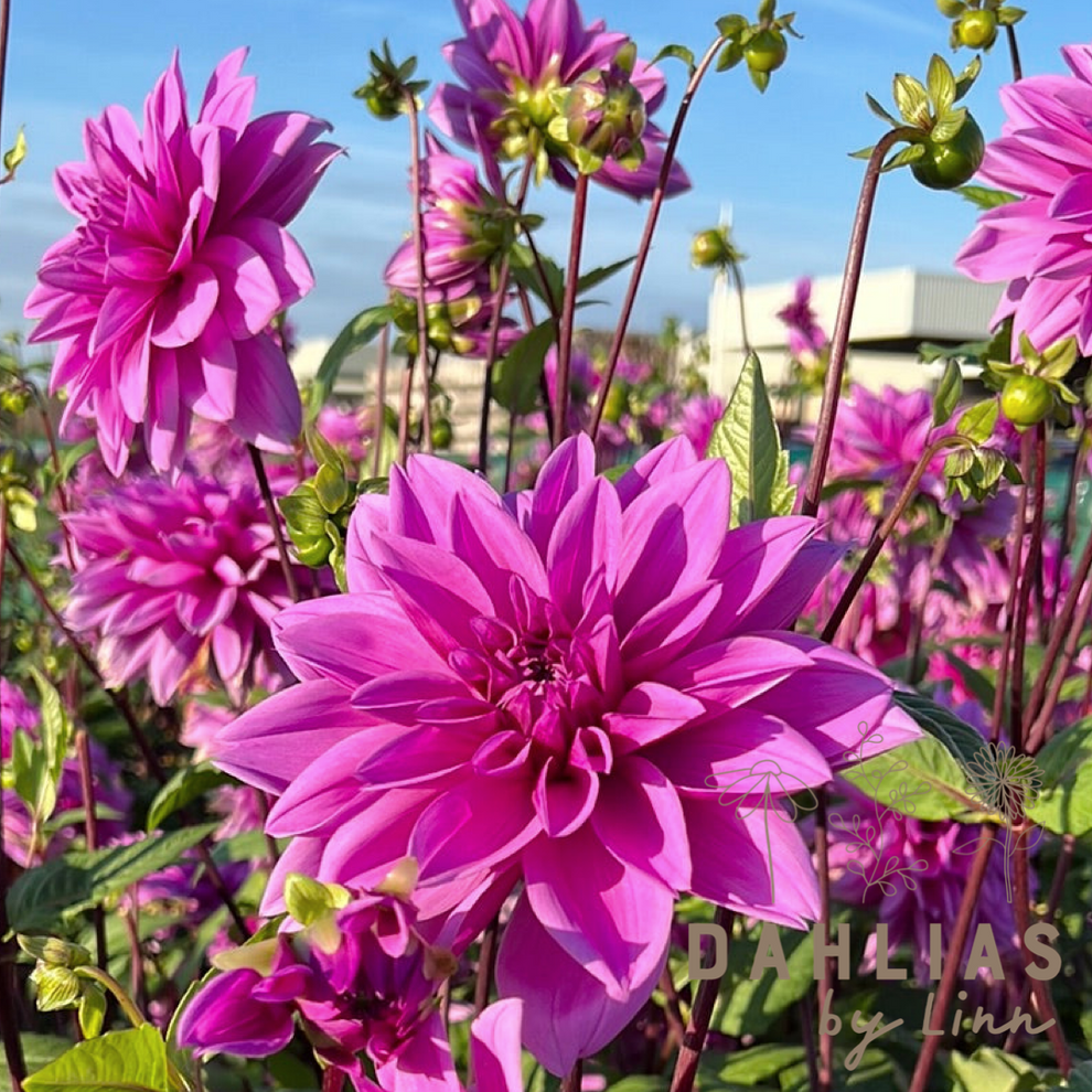 Dahlia Lilac time – Dahlias By Linn
