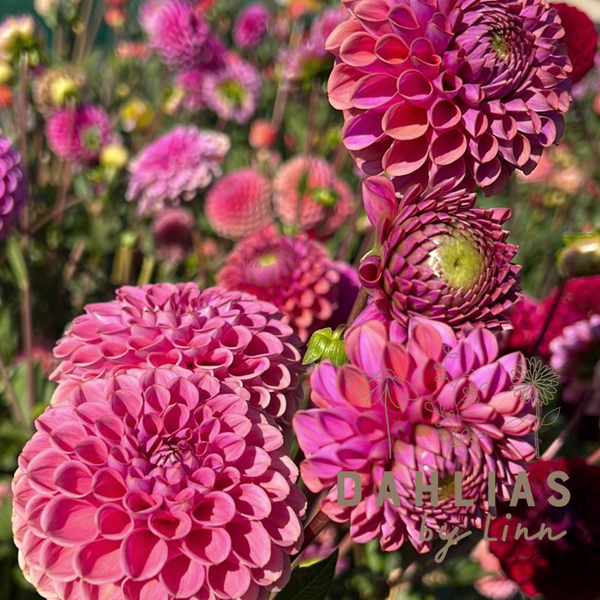 Dahlia Isabel – Dahlias By Linn