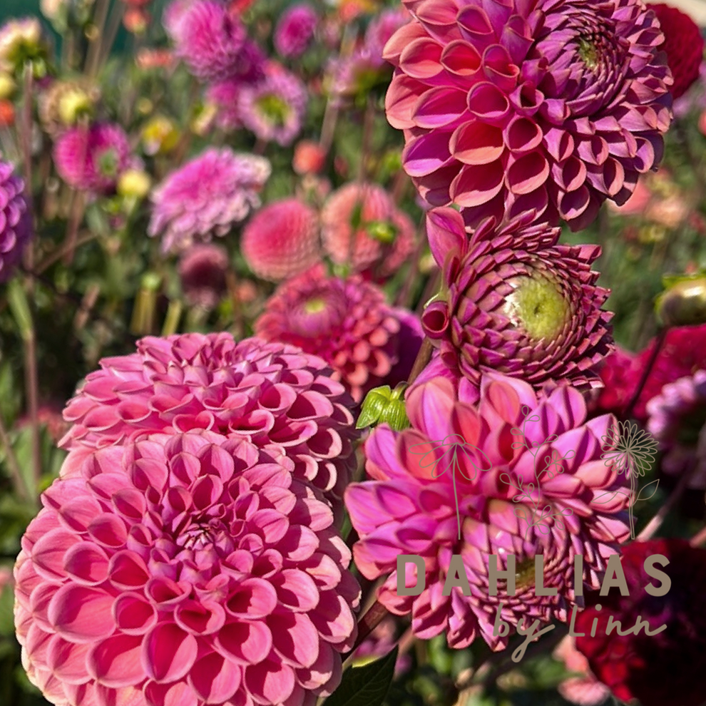 Dahlia Isabel – Dahlias By Linn